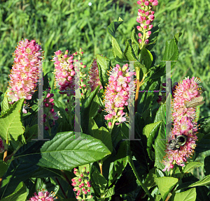 HORTICOPIA®-- Clethra alnifolia 'Ruby Spice' (Summer Sweet, Coastal ...