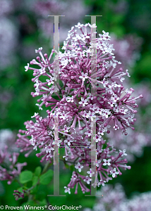 HORTICOPIA®-- Syringa x 'Penda (Bloomerang® Purple)' (Lilac)