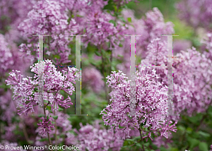 HORTICOPIA®-- Syringa x 'Penda (Bloomerang® Purple)' (Lilac)